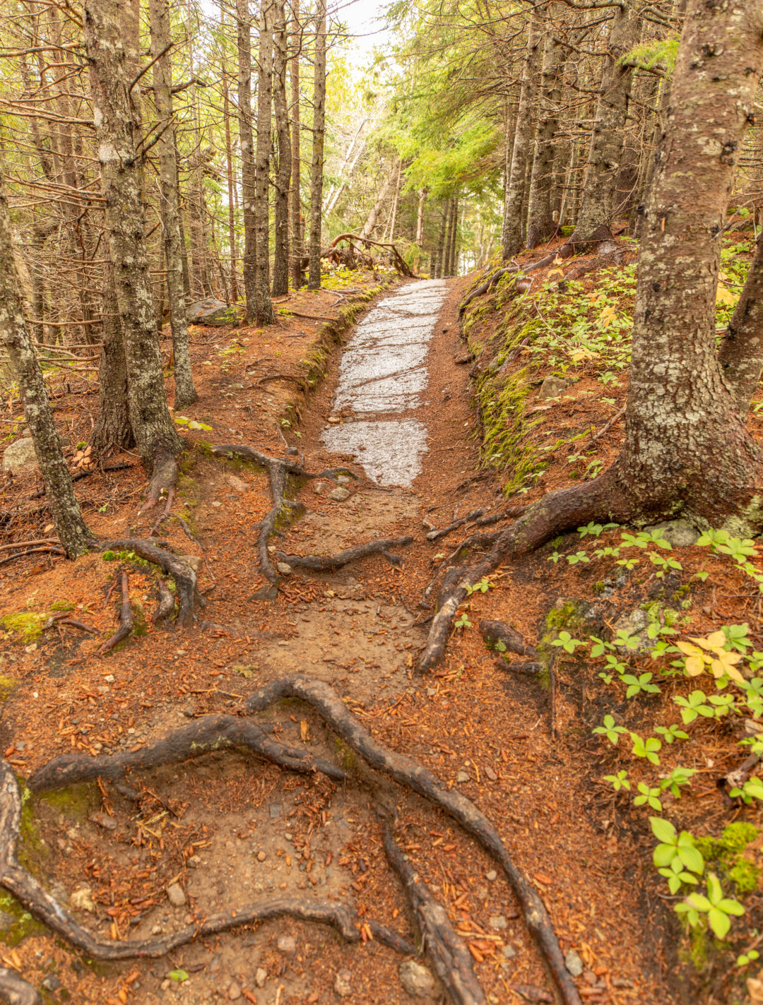 Cape Breton Island – Middle Head Trail - Explore Constantly